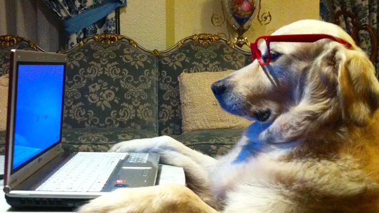 Los mejores memes sobre las clases virtuales | Shows Chistes | Distrito ...