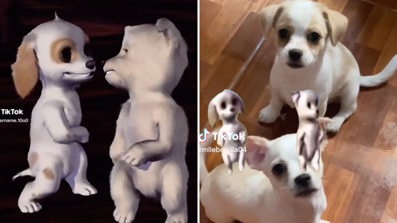 Este filtro de perritos bailando es la nueva sensación de TikTok ...